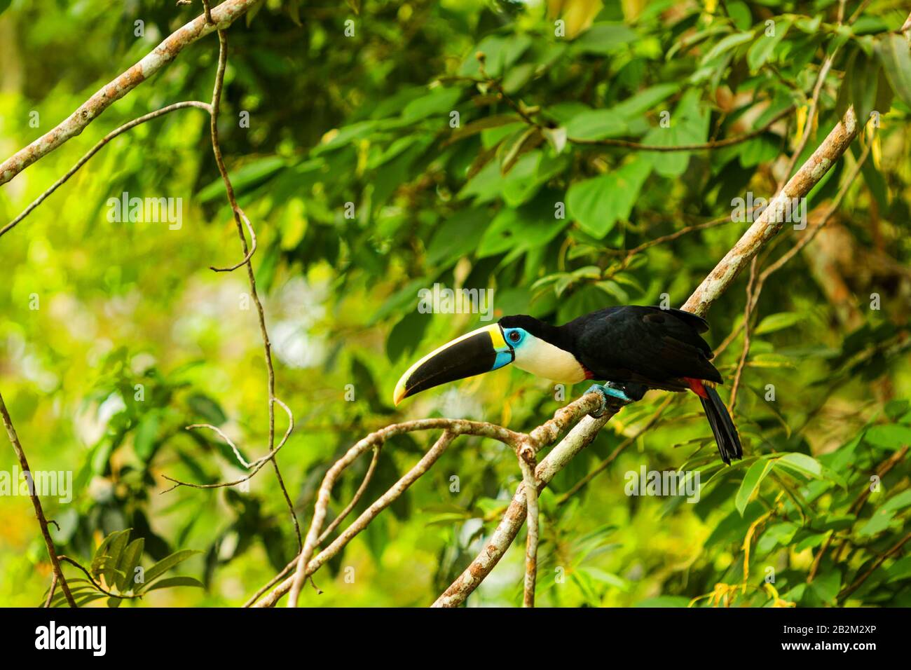 Large Toucan Bird Shot In The Wild In Amazon Basin Stock Photo - Alamy