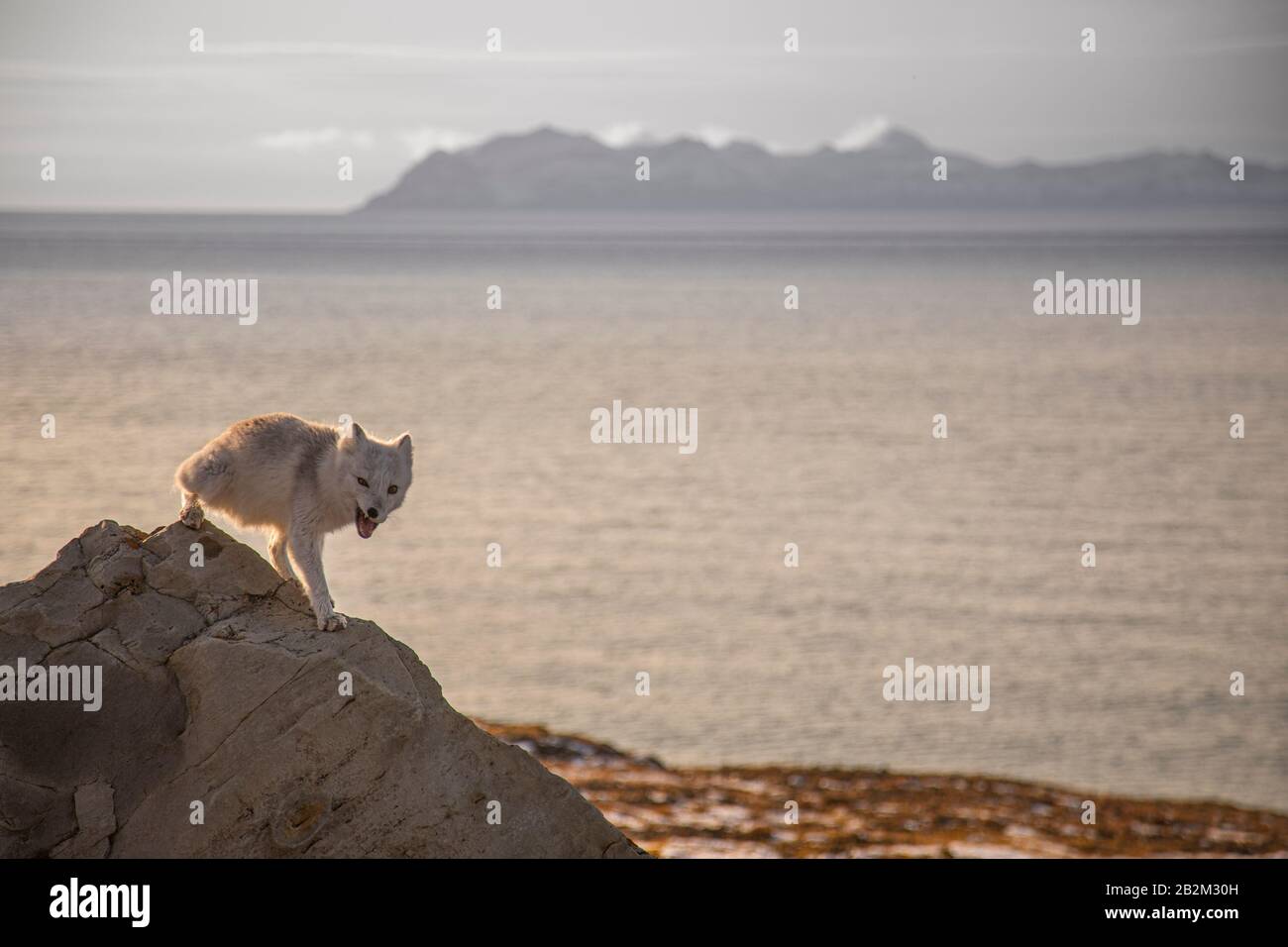 Hungry Polar fox lurking around in the arctic Stock Photo - Alamy