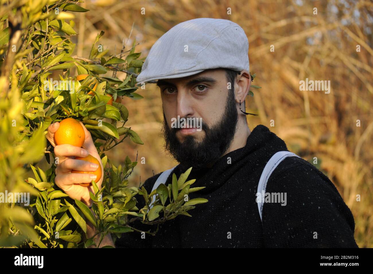 Bearded man picking an orange from the tree/ white man wearing a beret ...
