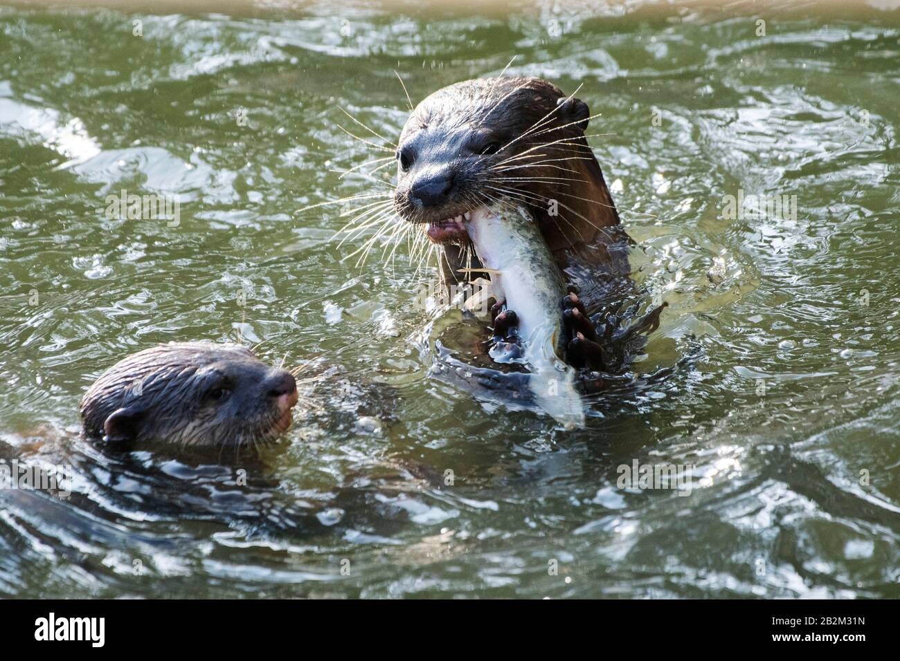 Smooth coated otters hi-res stock photography and images - Alamy