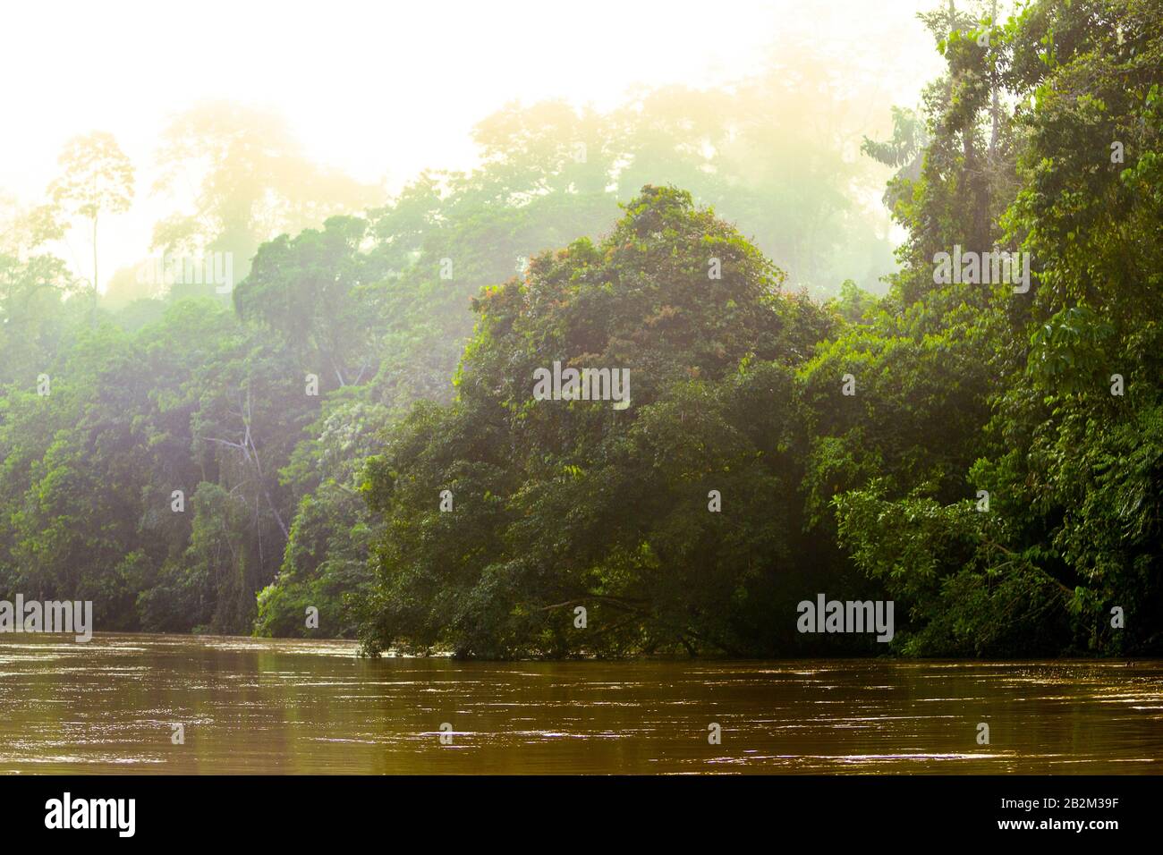 Early Morning First Light In The Amazon Primary Jungle Stock Photo - Alamy