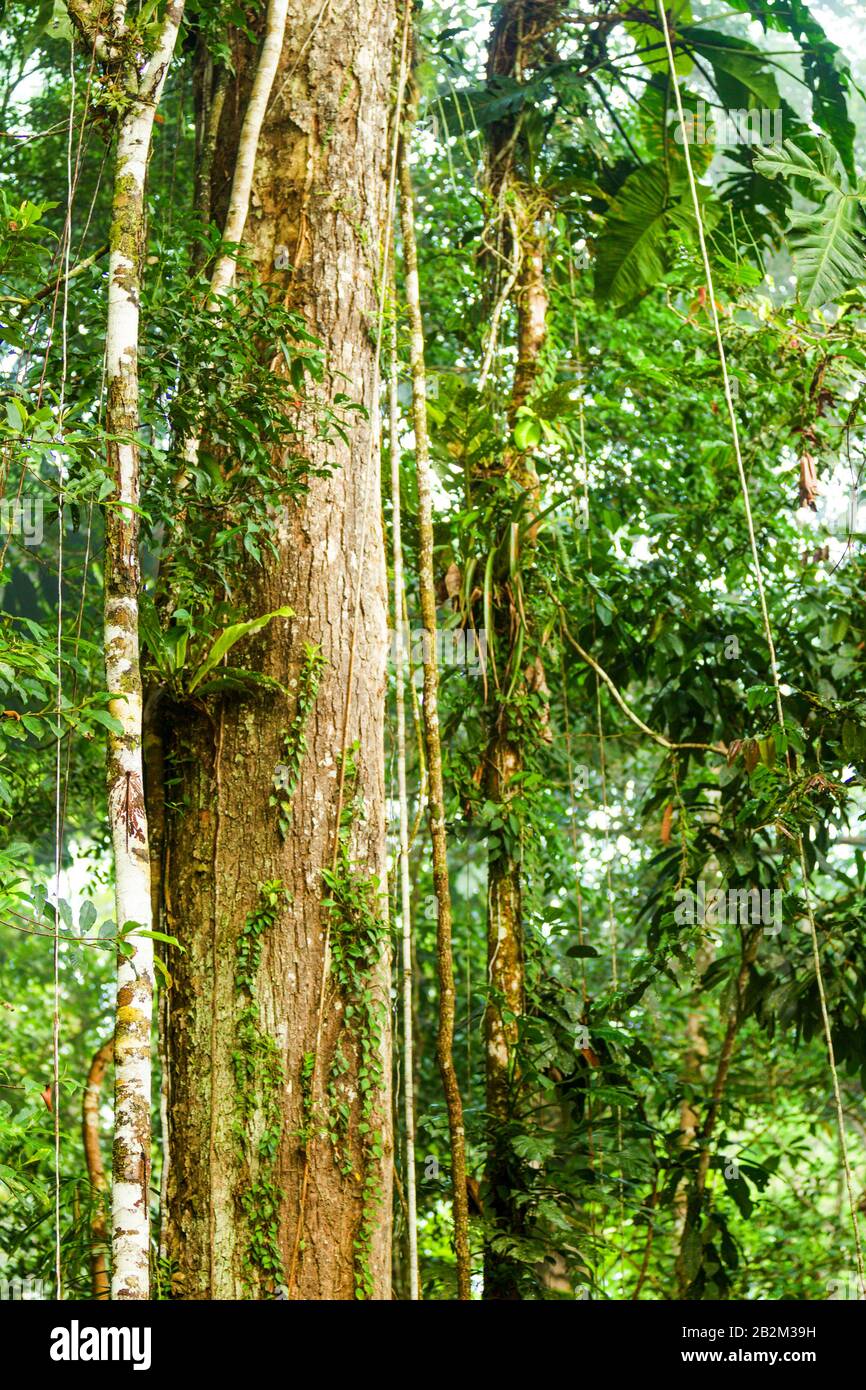 Amazon vines hi-res stock photography and images - Alamy