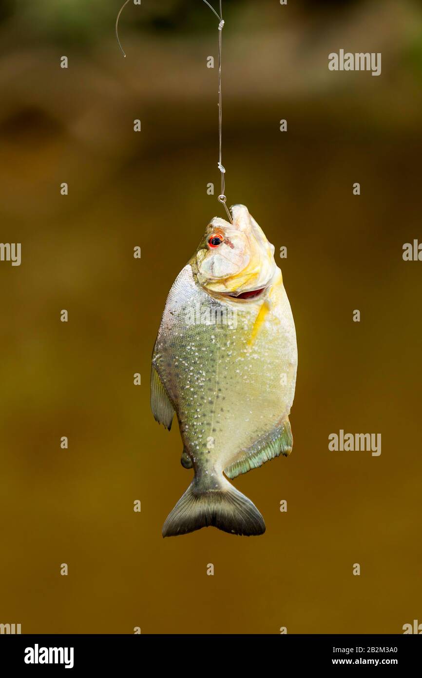 Small Piranha Fish Caught In Amazonian Basin Stock Photo - Alamy