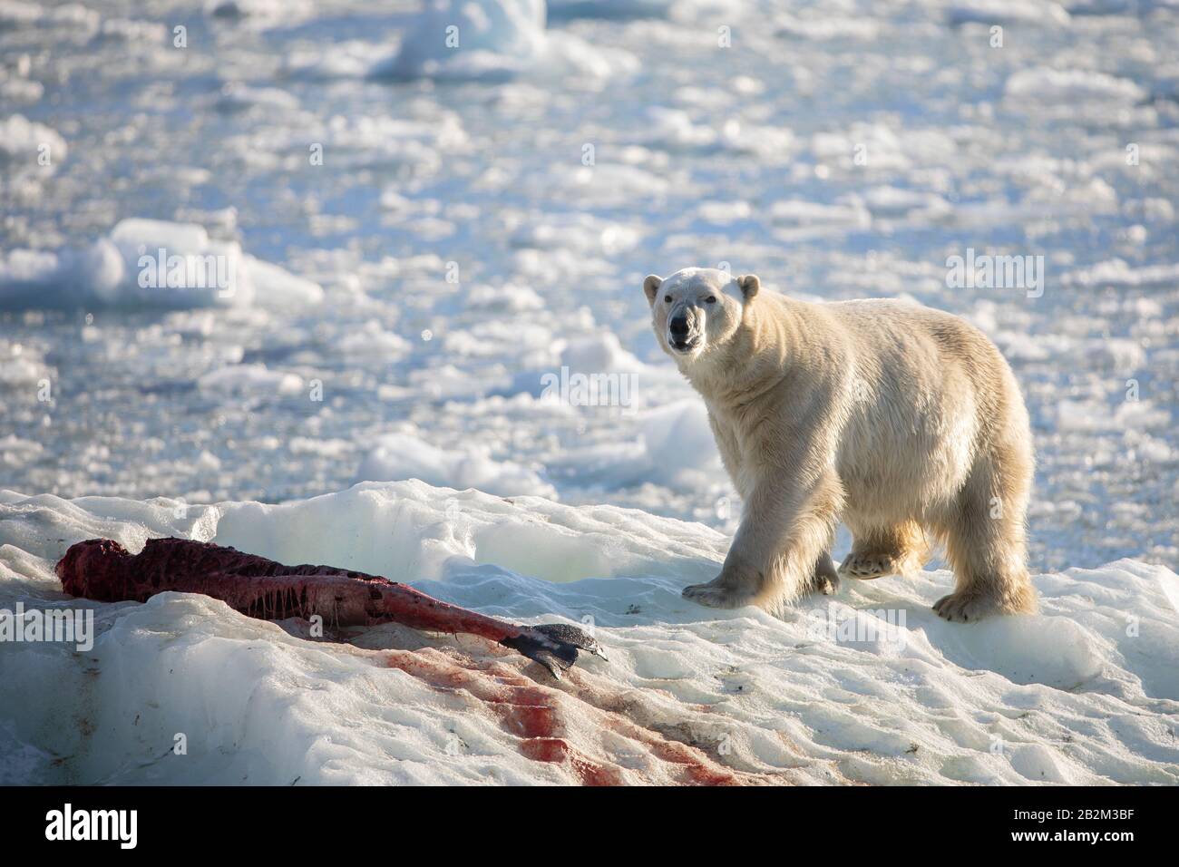 Big Polar bear on the floating ice in the arctic. Svalbard, Norway ...