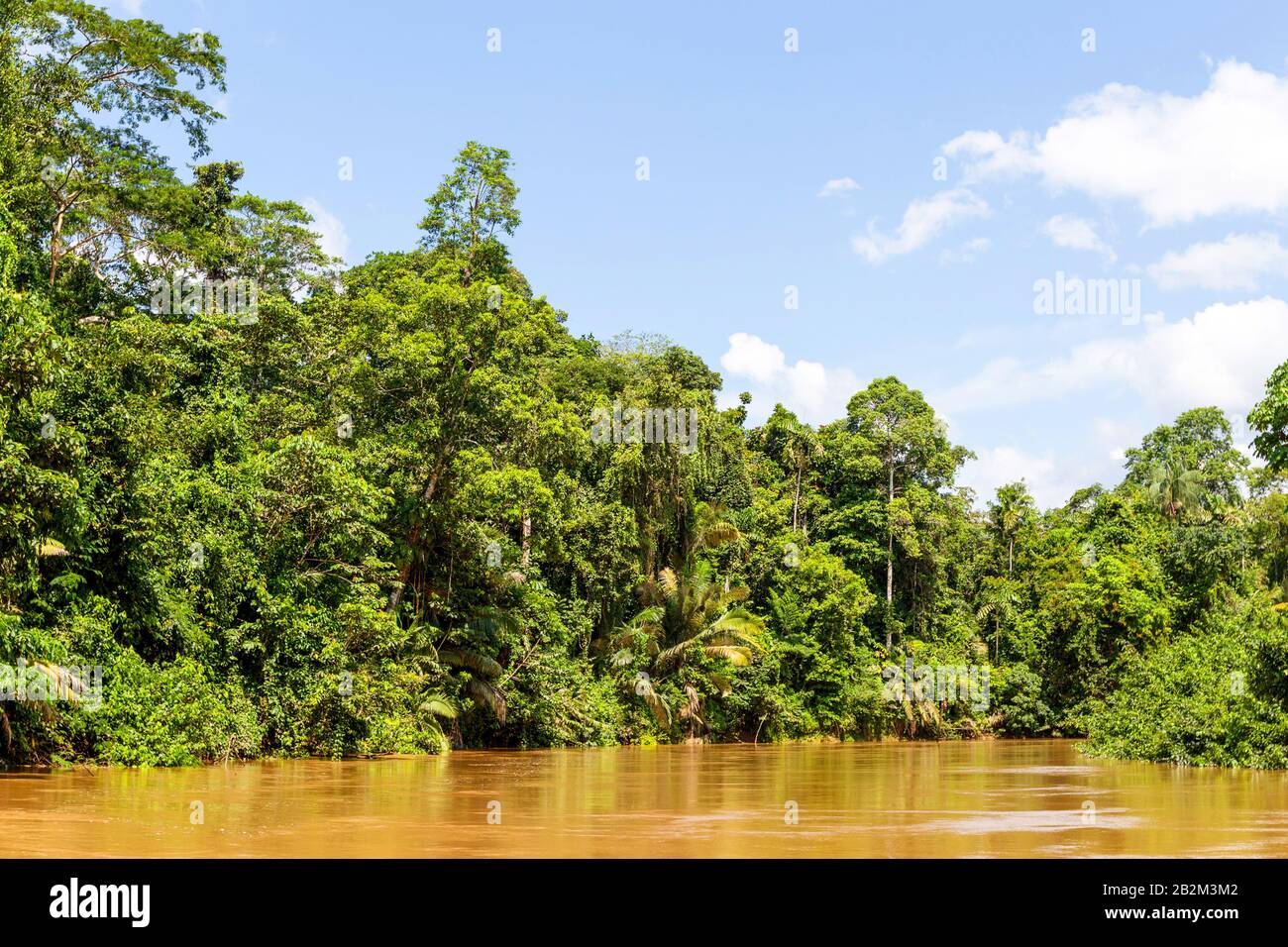 Rainforest area in yasuni national park hi-res stock photography and ...