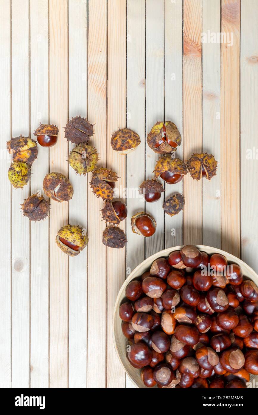 Autumn composition of ripe half-opened chestnuts in prickly shell and ...