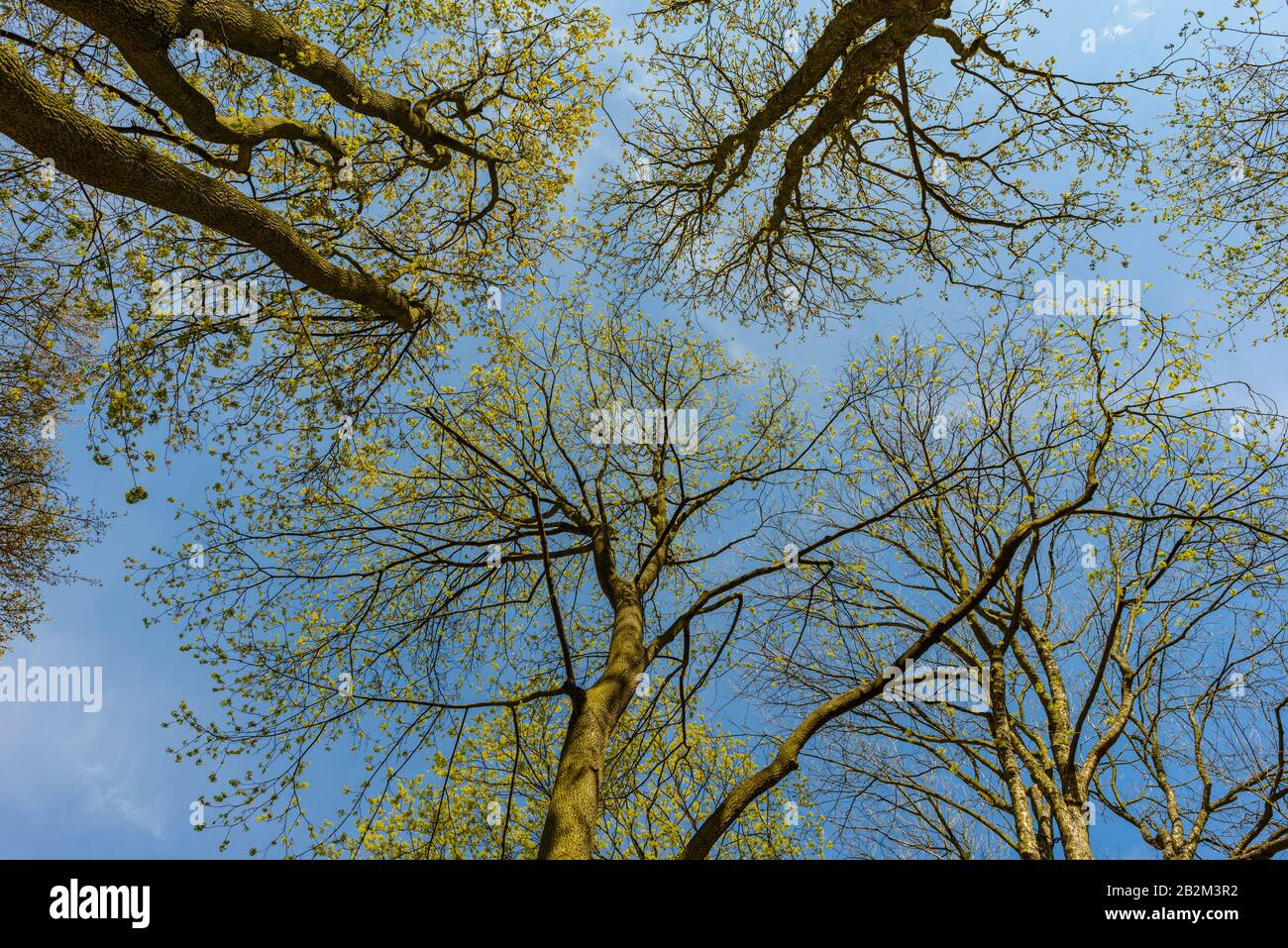 Sky through tree tops hi-res stock photography and images - Alamy