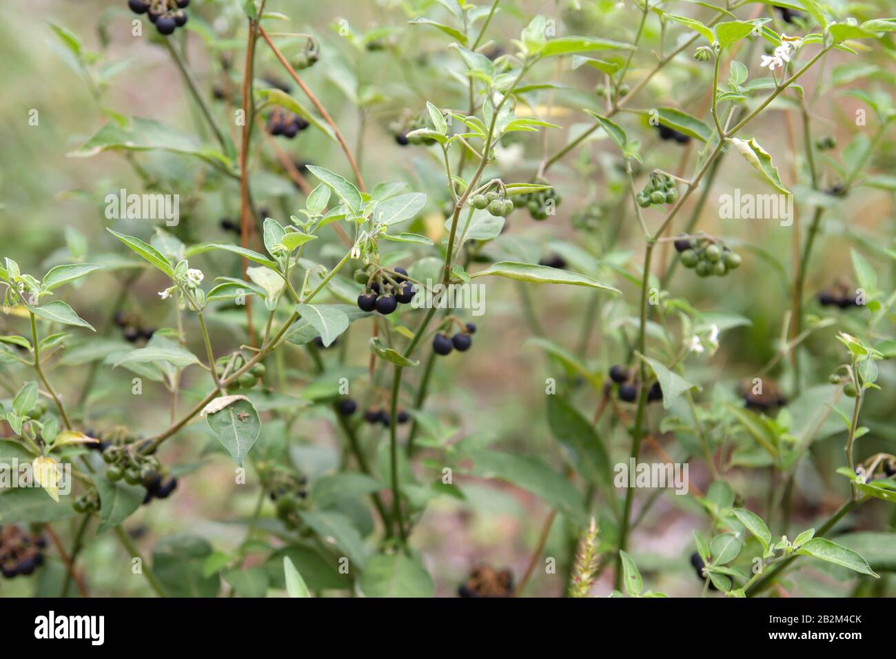 American black nightshade plant berries Stock Photo - Alamy