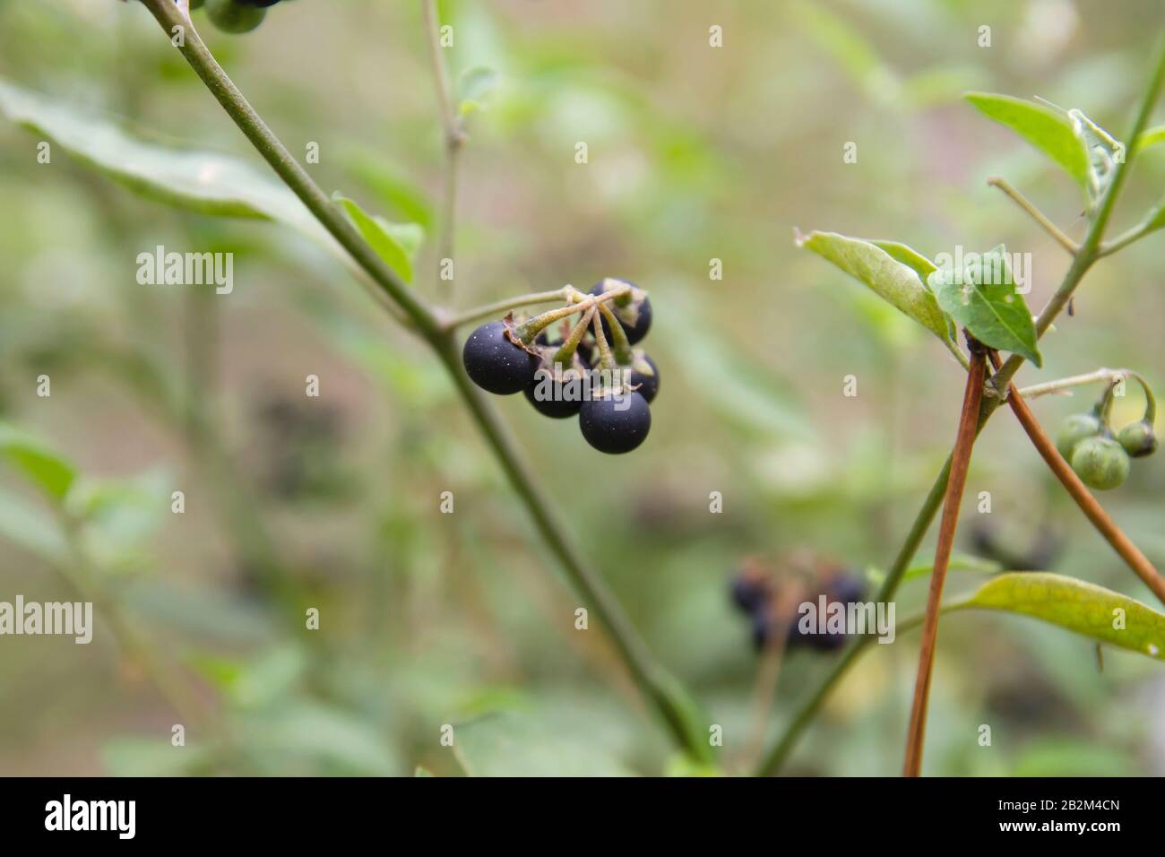 Solanum americanum hi-res stock photography and images - Alamy