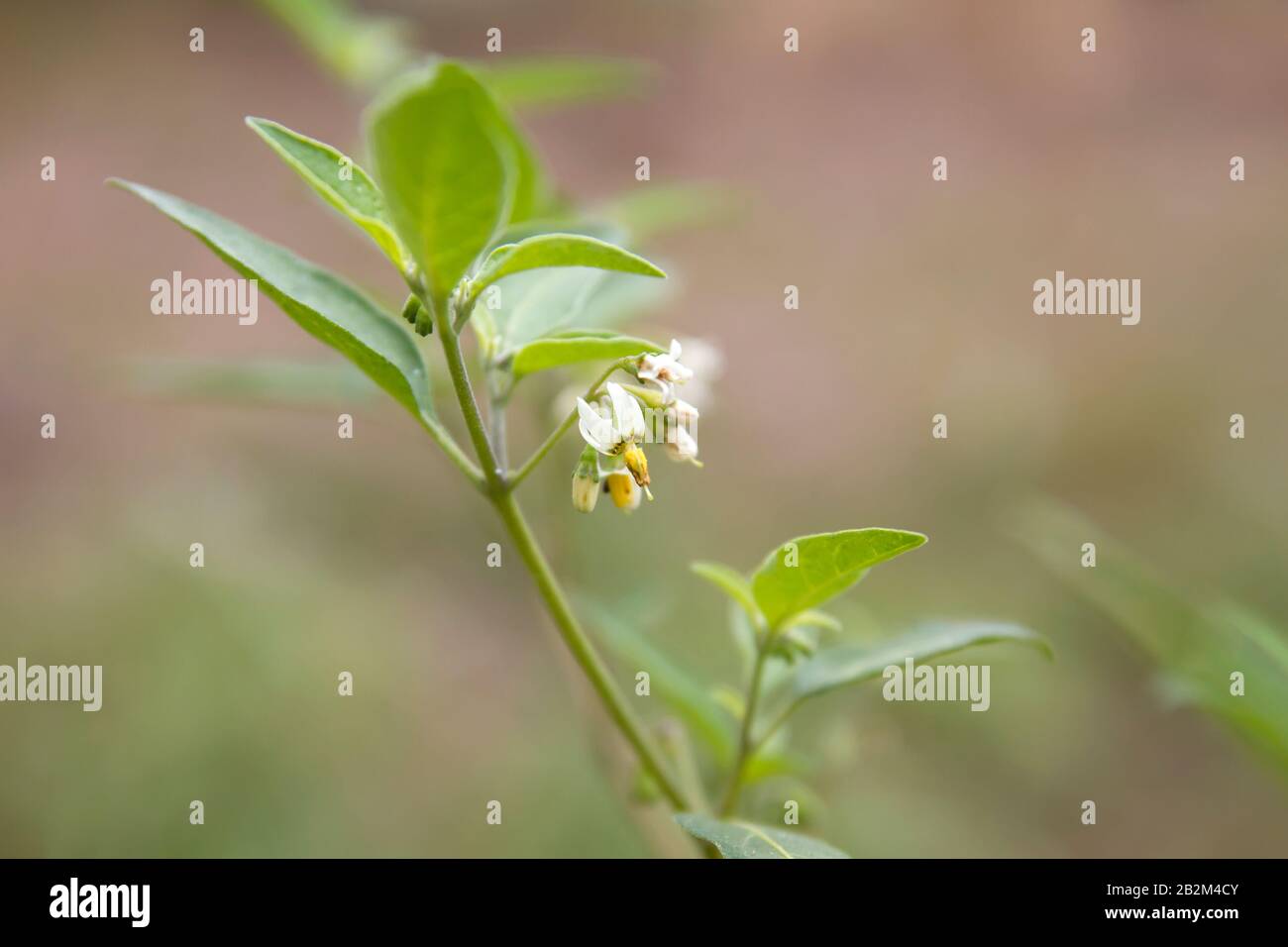 American black nightshade plant flowers Stock Photo - Alamy