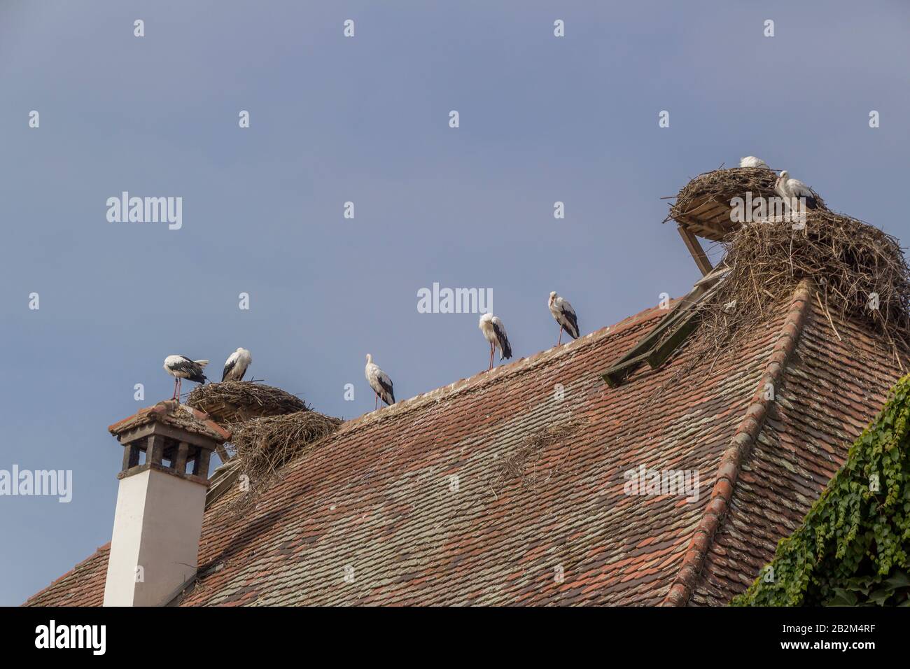Affenberg Salem, Germany - 11 Sep. 2014: Storks at Affenberg Salem ...