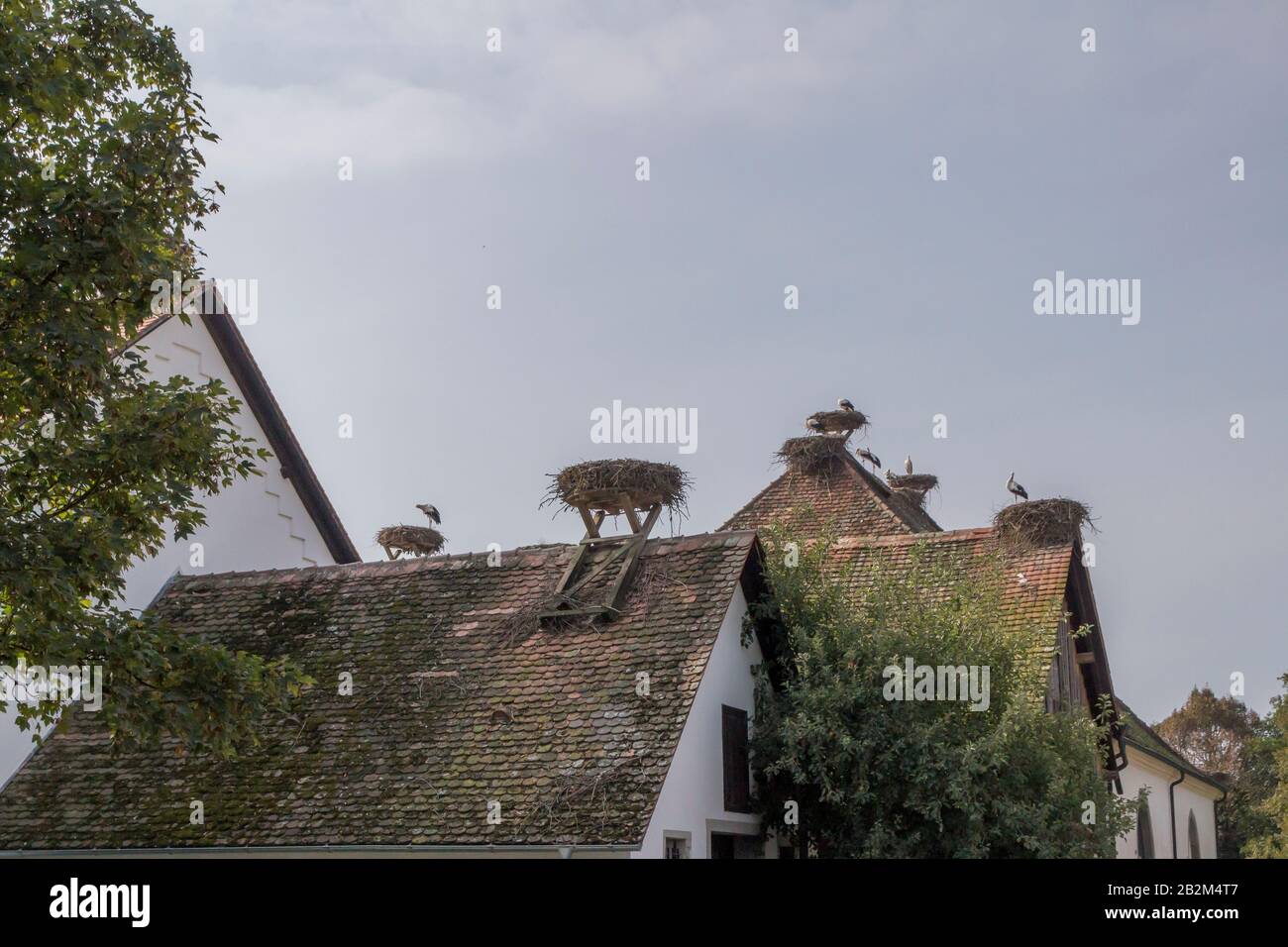 Affenberg Salem, Germany - 11 Sep. 2014: Storks at Affenberg Salem ...