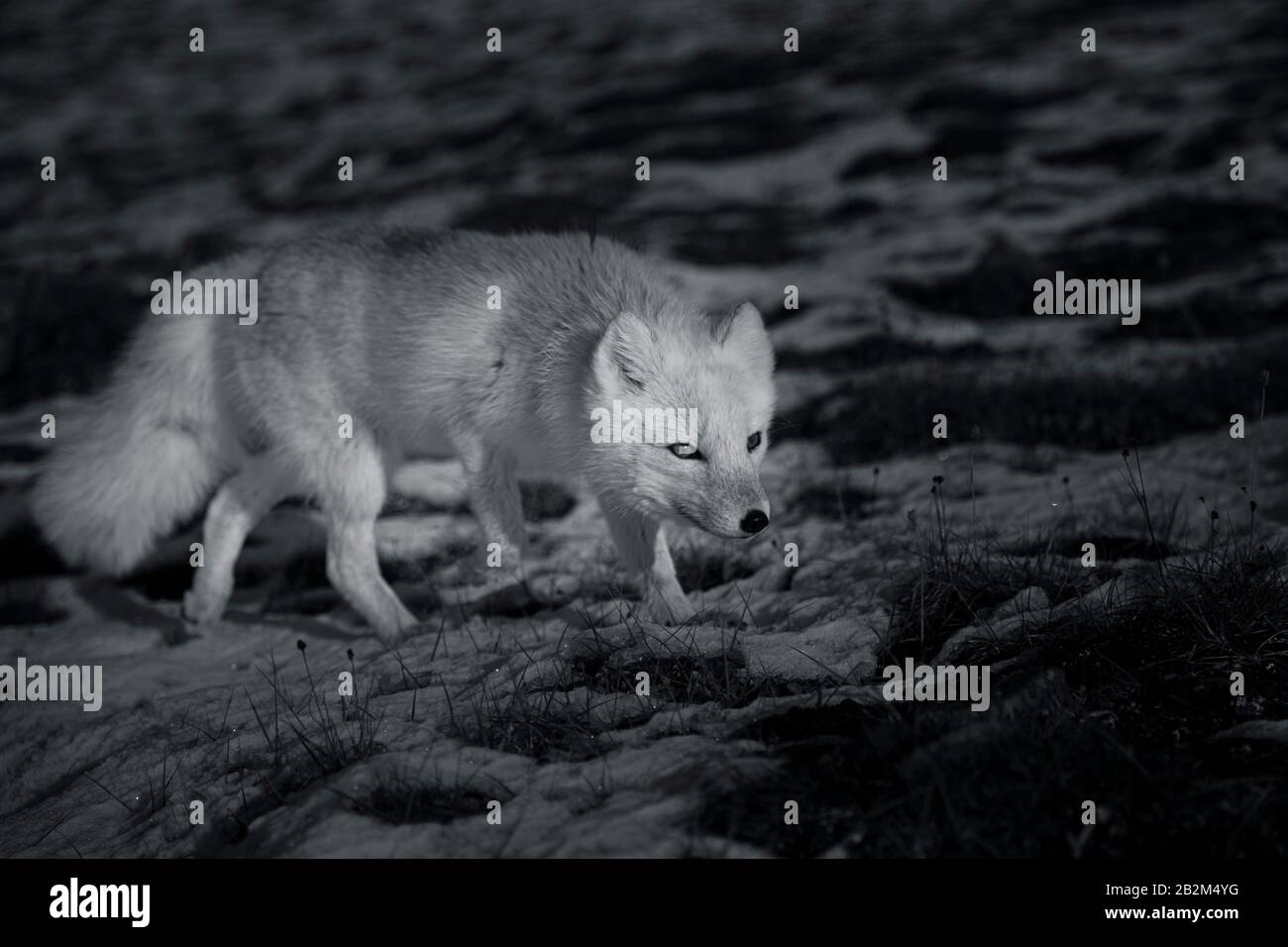 Hungry Polar fox lurking around in the arctic Stock Photo - Alamy