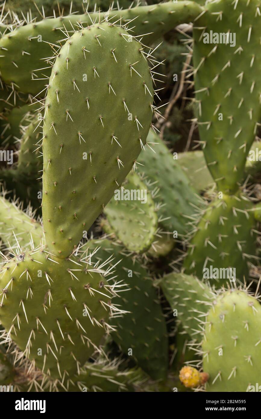 Opuntia ficus indica spinny plant Stock Photo - Alamy