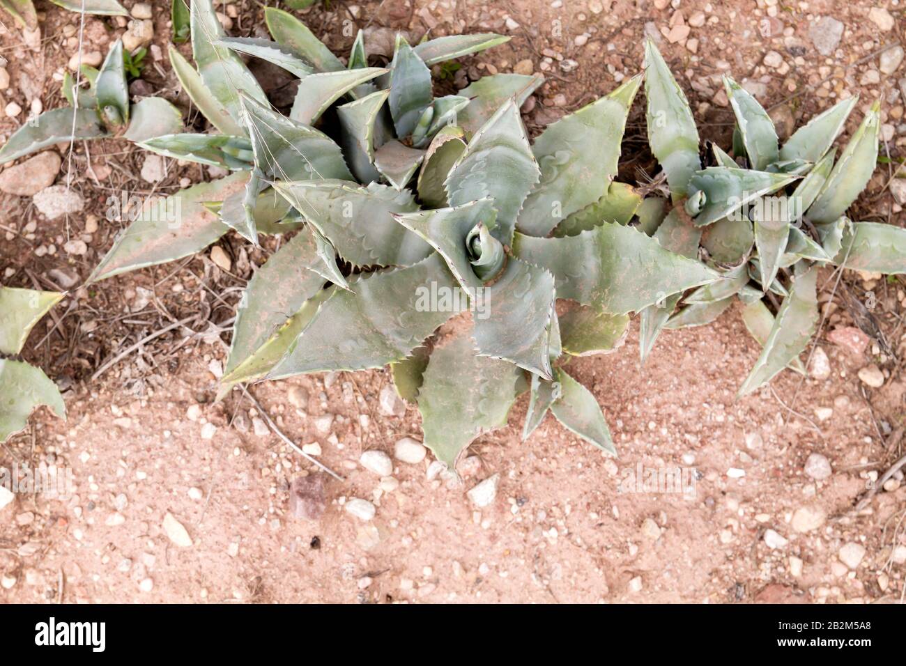 Agave americana, drought tolerant plant Stock Photo - Alamy
