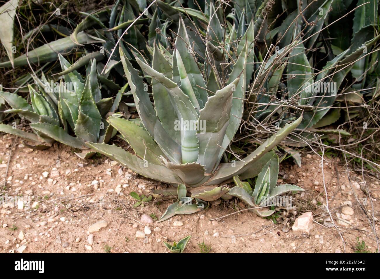 Maguey High Resolution Stock Photography and Images - Alamy