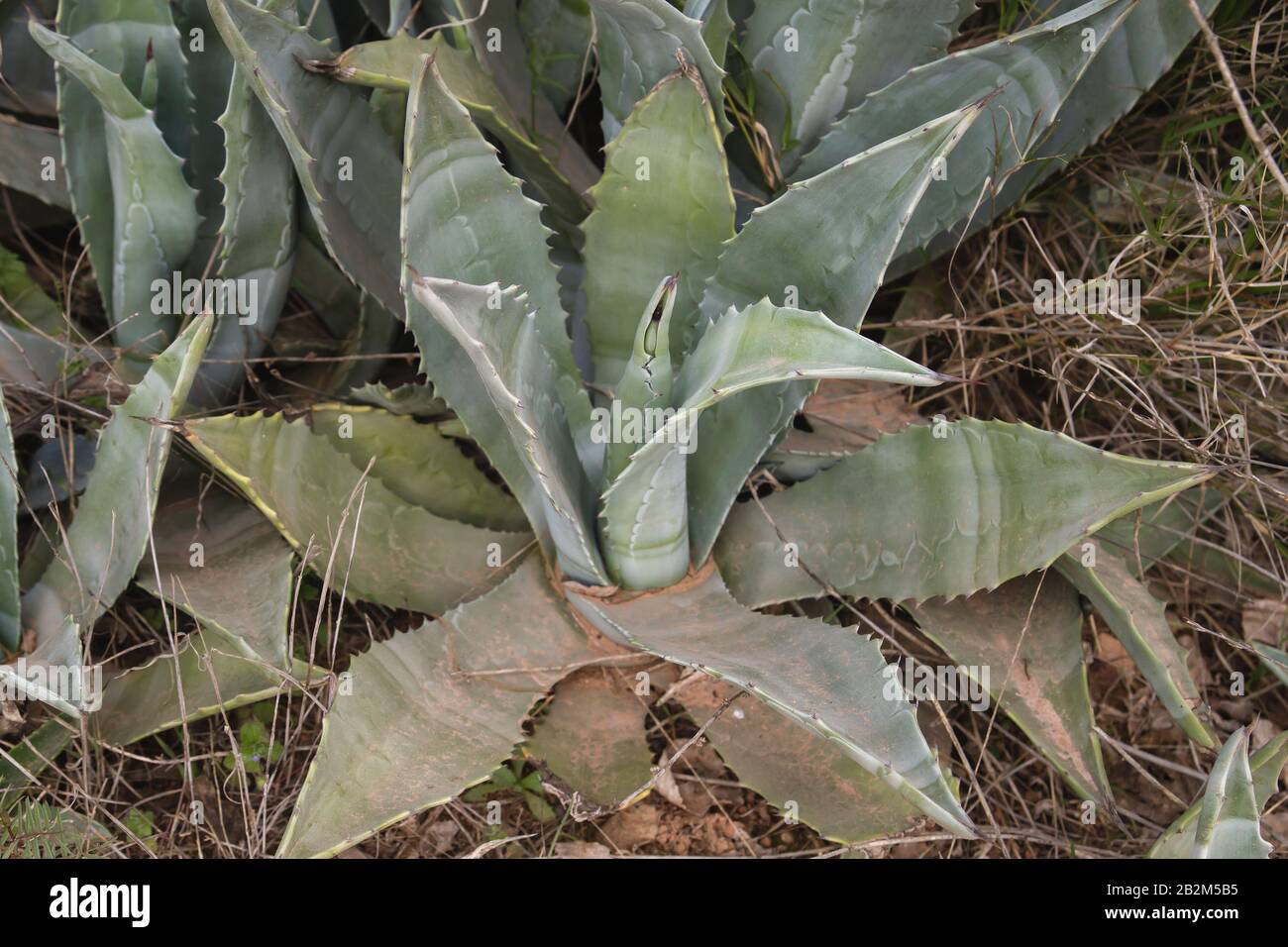 Agave americana plant growing wild Stock Photo - Alamy