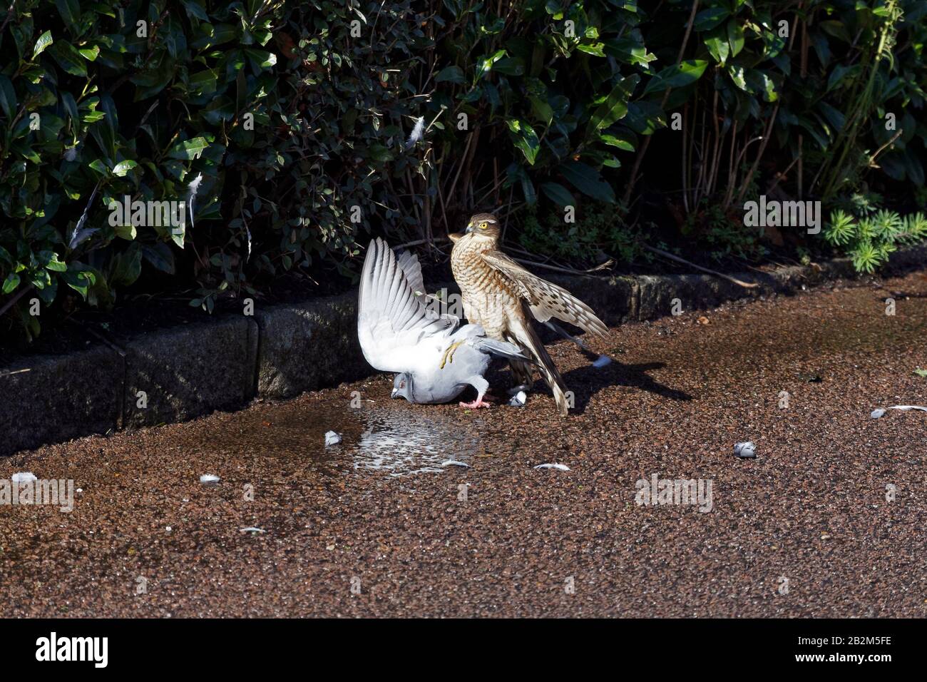 Sparrow hawk and wood Pidgeon Stock Photo - Alamy