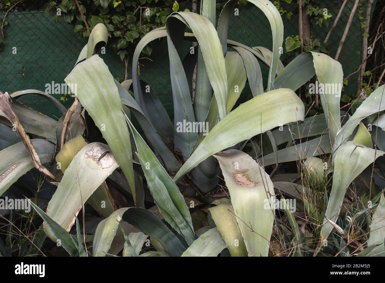 American agave with large leaves growing wild Stock Photo - Alamy