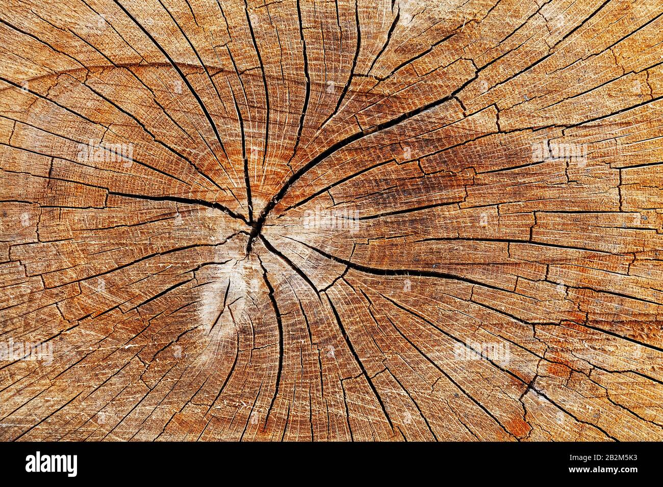 The stump of a felled tree, a cut of the trunk with annual rings and ...