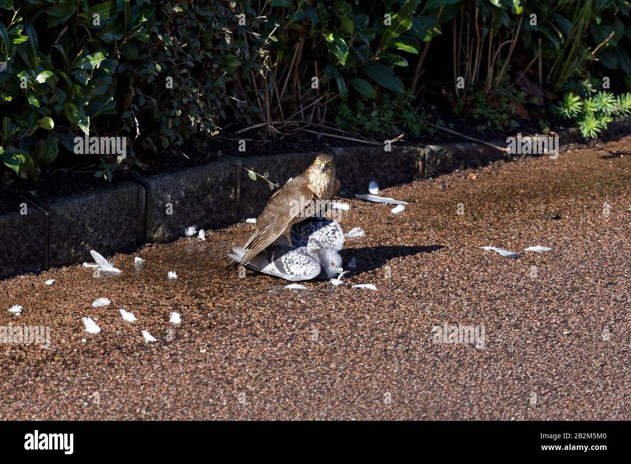 Sparrow hawk and wood Pidgeon Stock Photo - Alamy