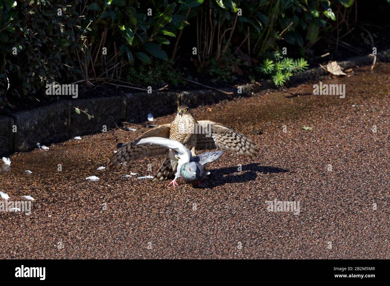 Sparrow hawk and wood Pidgeon Stock Photo - Alamy