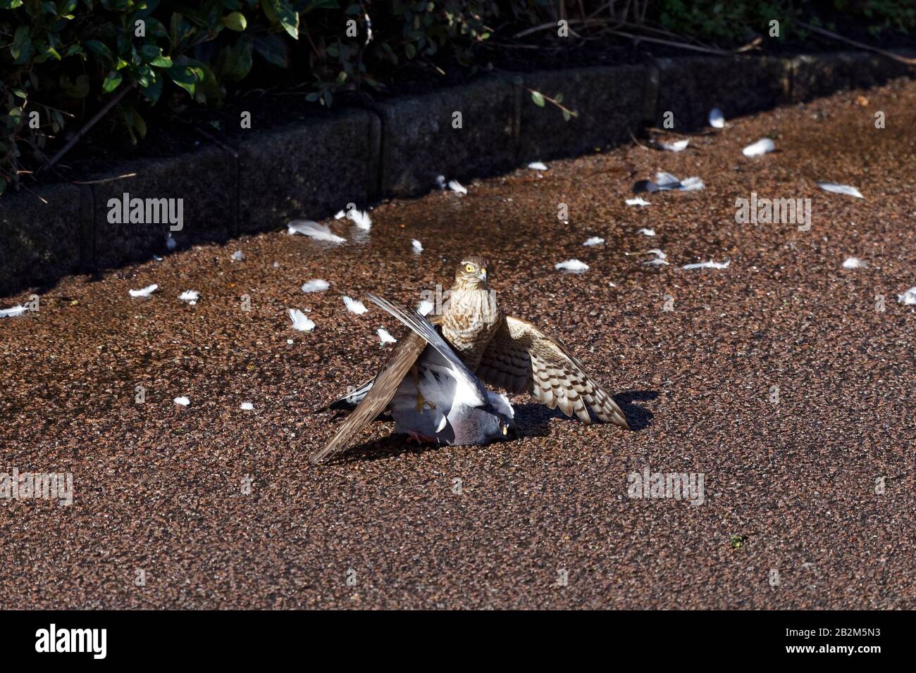 Sparrow hawk and wood Pidgeon Stock Photo - Alamy