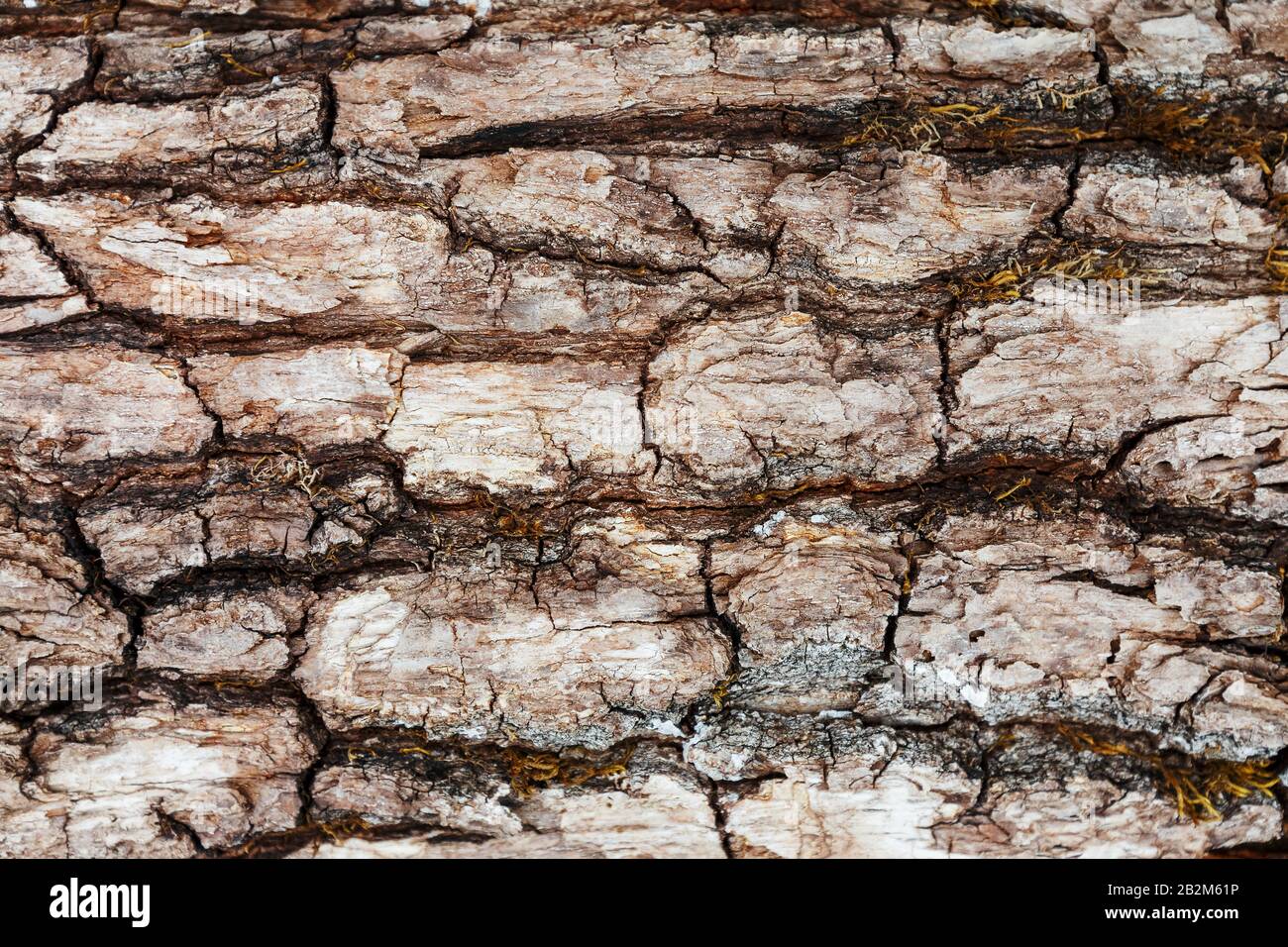 Tree bark texture, pine bark detail, ate. Close-up, full screen Stock ...
