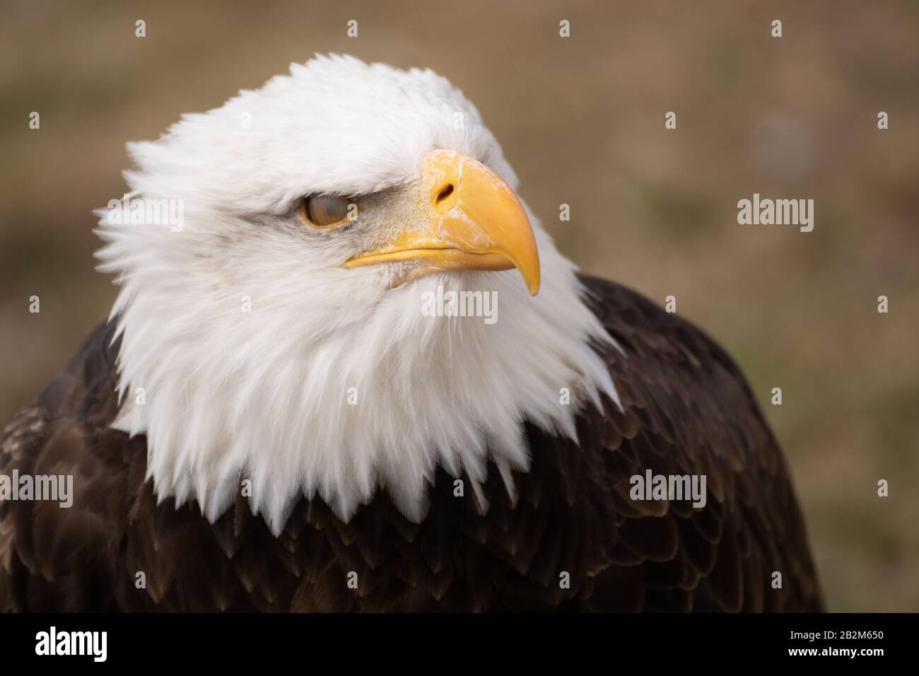 Blinking Eagle High Resolution Stock Photography and Images - Alamy