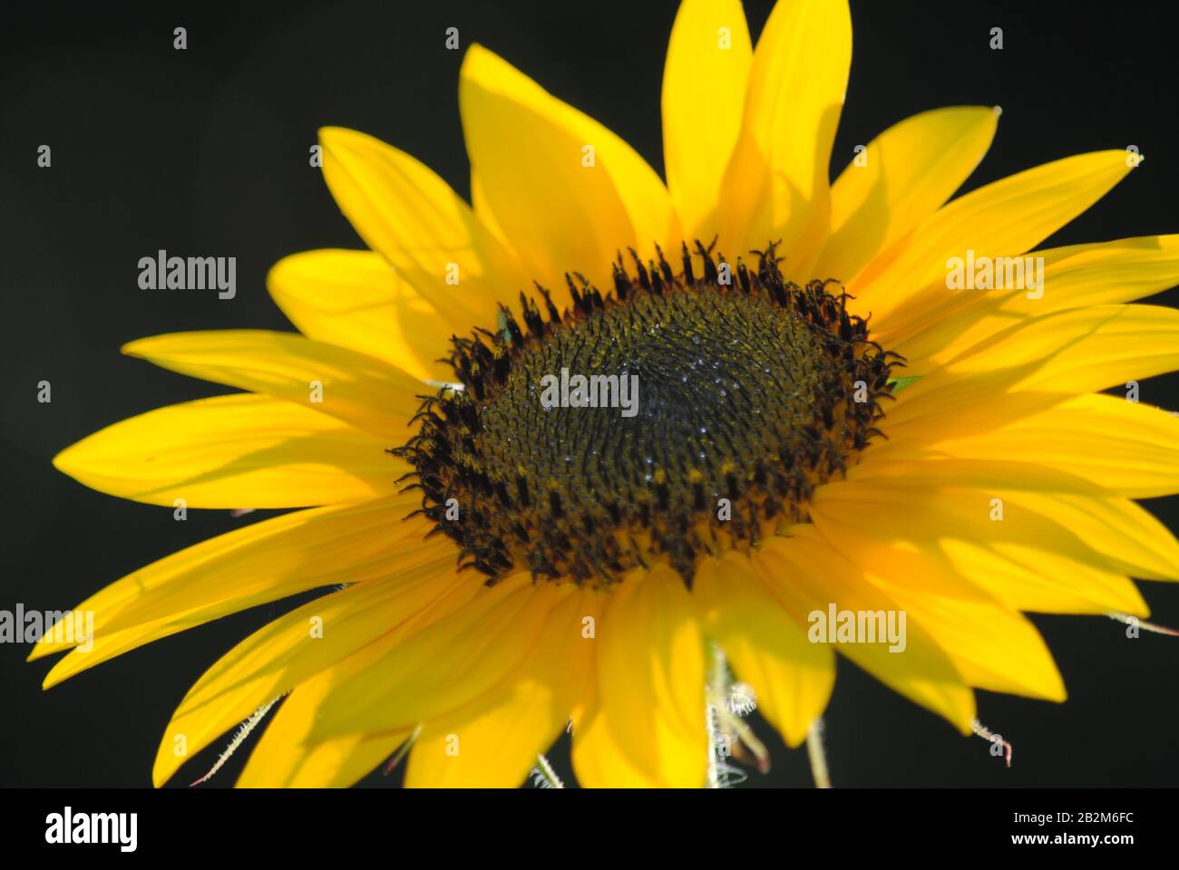 Organically grown sunflowers wide open in Northern Virginia Stock Photo ...