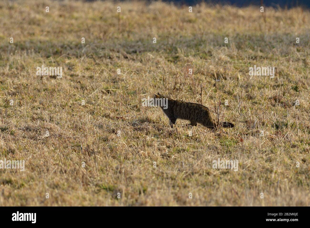 Male felis silvestris european wild cat hi-res stock photography and ...