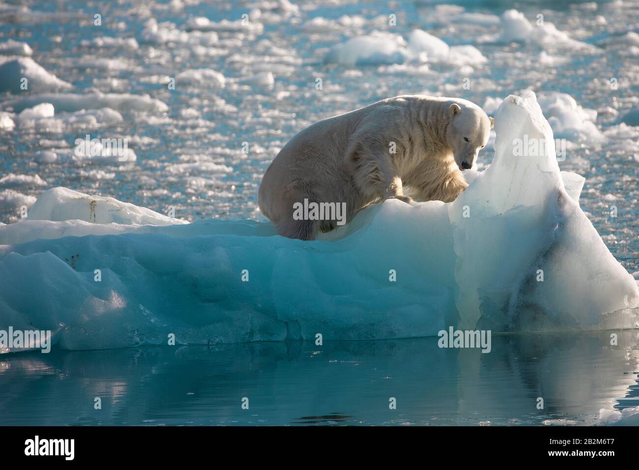 Big Polar bear on the floating ice in the arctic. Svalbard, Norway ...