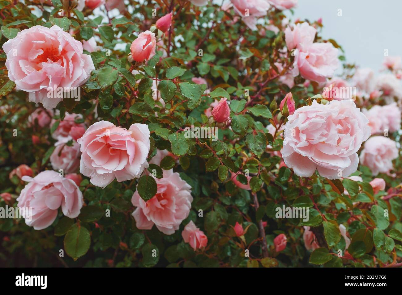 Pink roses grow on a bush in natural conditions, with raindrops on the ...