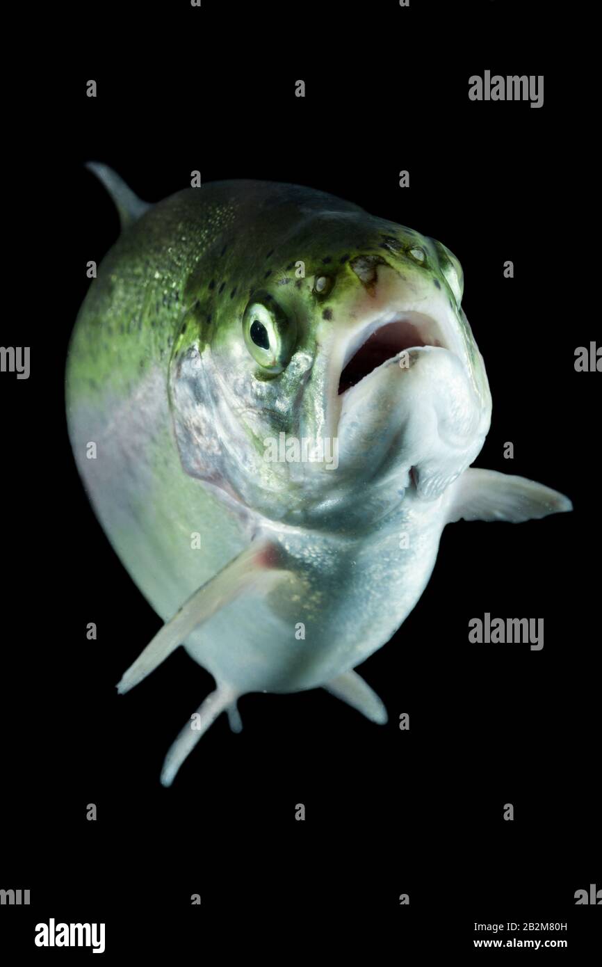 Adult Trout Catch Isolated On Black Stock Photo - Alamy