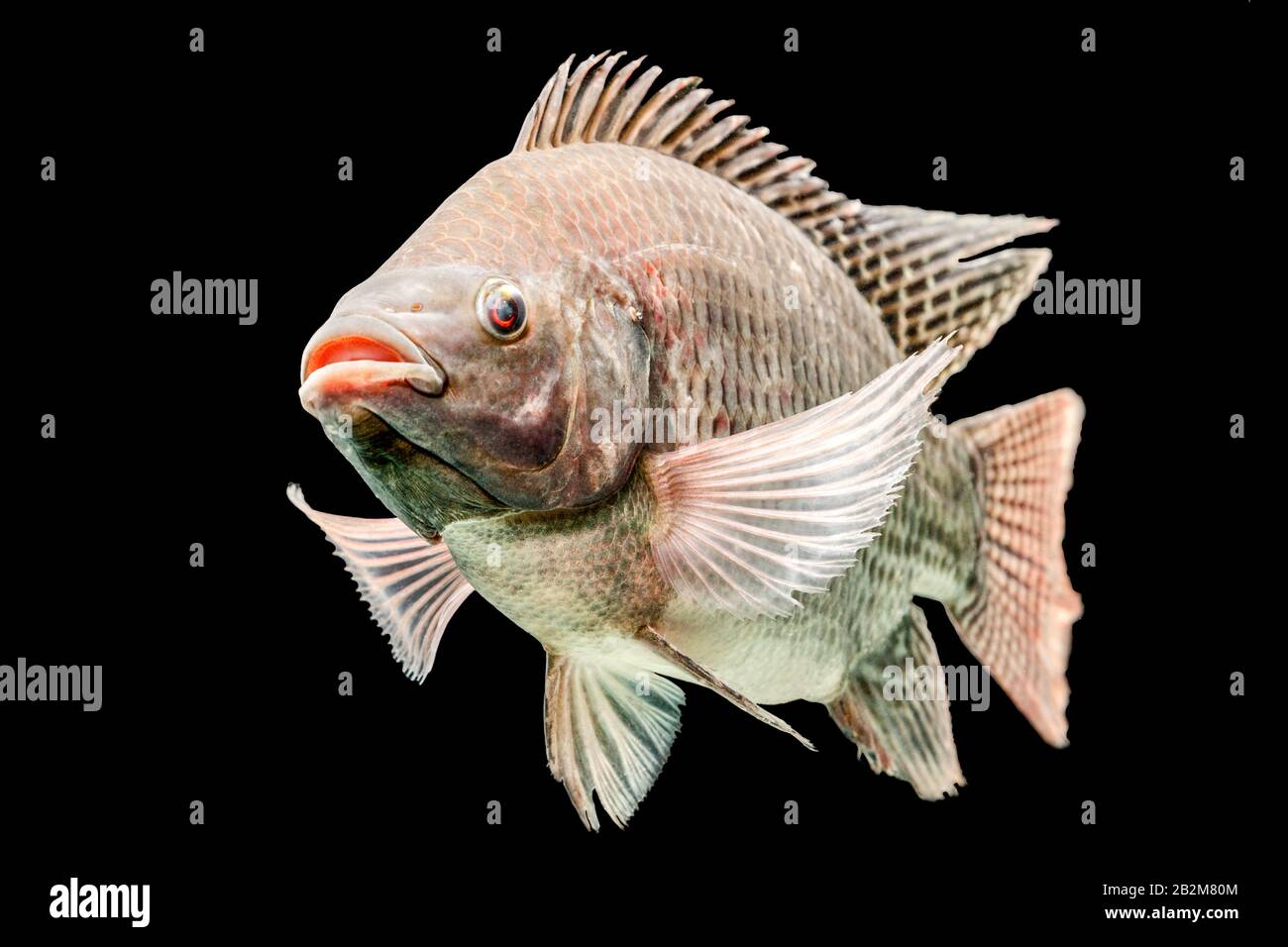 Oreochromis High Resolution Stock Photography and Images - Alamy