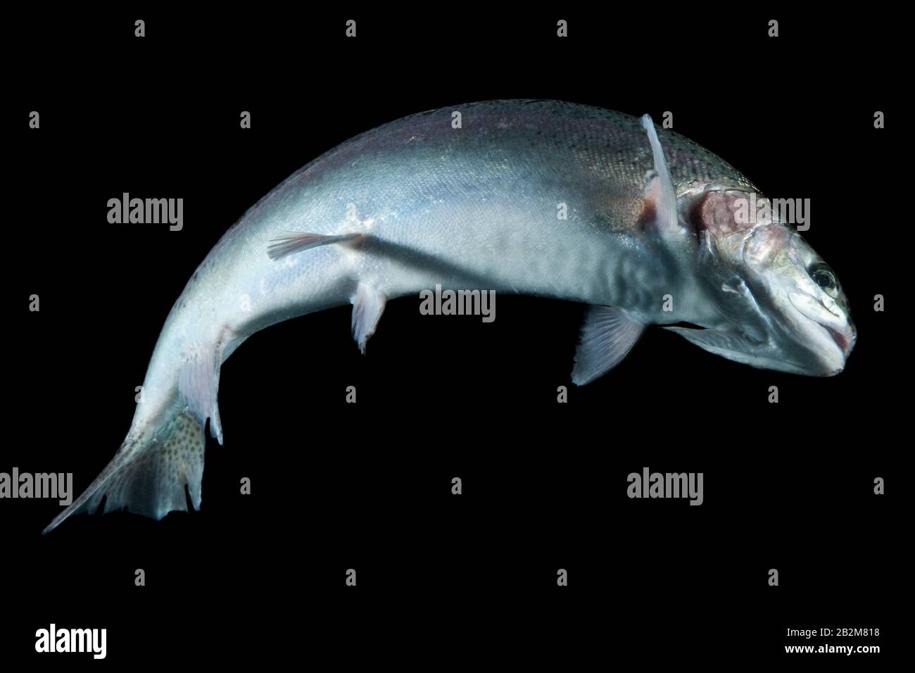Adult Trout Fish Isolated On High Resolution Stock Photography and ...