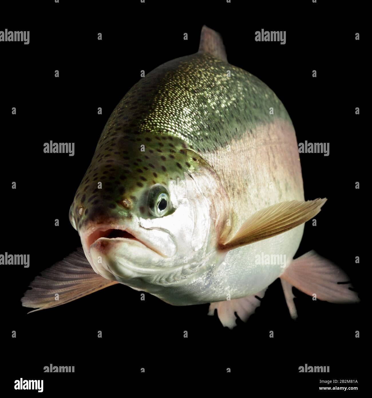 Mature Fish Fish Isolated On Black Aquarium Shot Stock Photo - Alamy