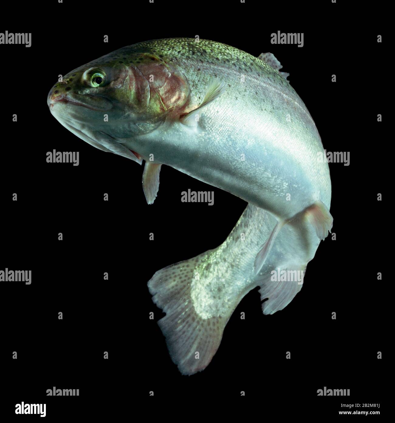 Adult Trout Fish Isolated On Black Stock Photo - Alamy