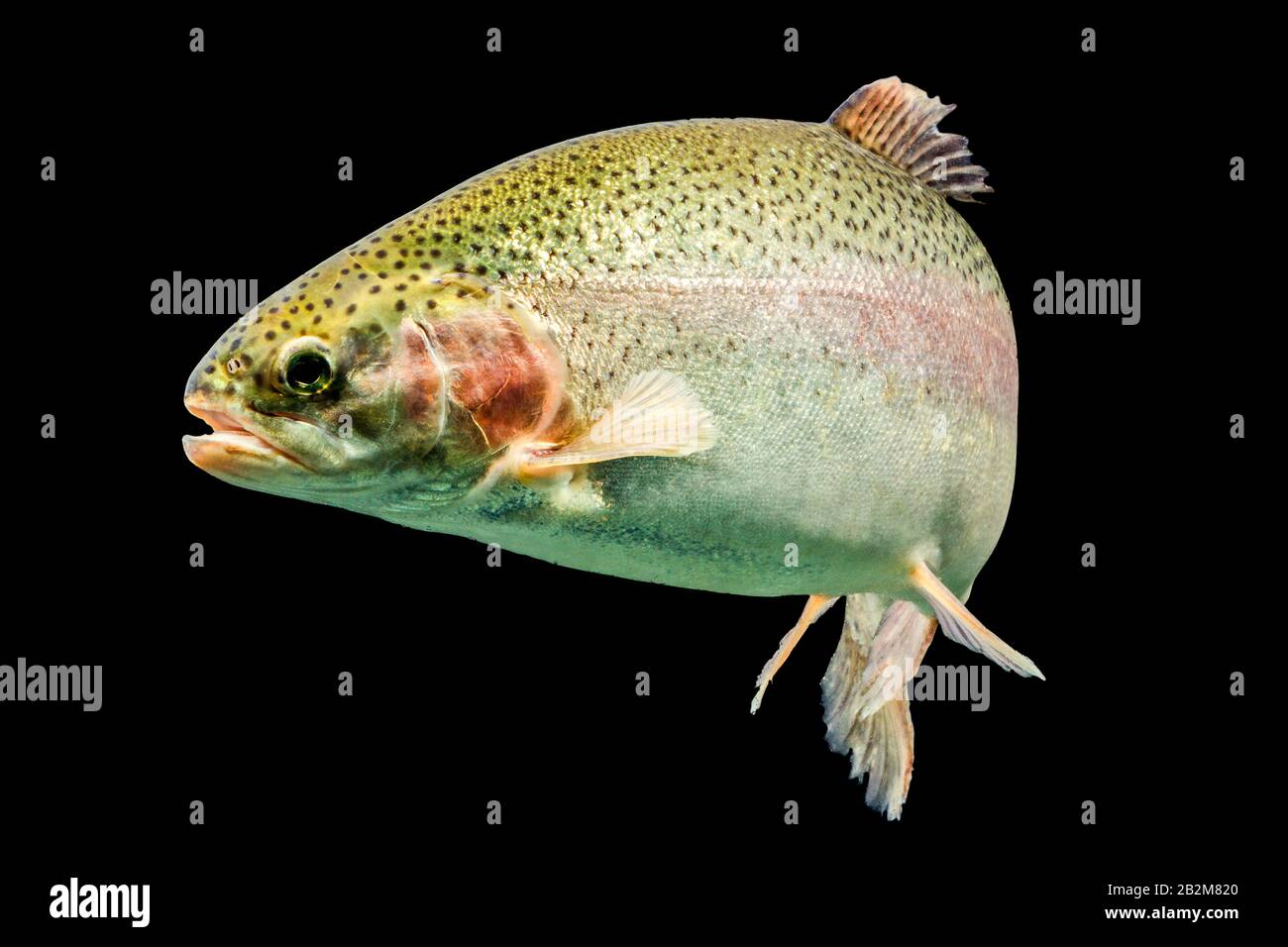 Adult Trout Fish Isolated On Black Aquarium Shot Stock Photo - Alamy