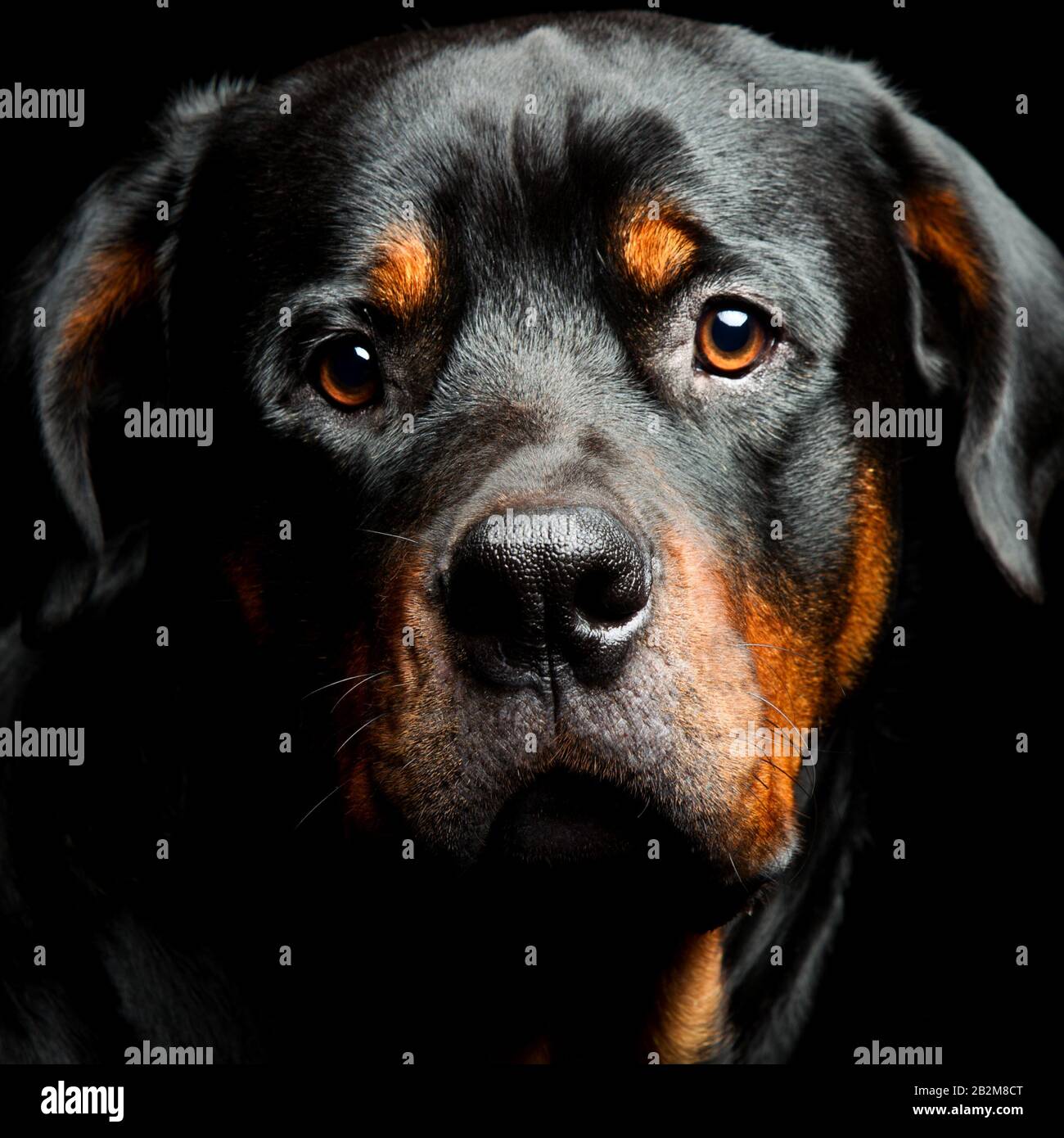 Rottweiler profile hi-res stock photography and images - Alamy