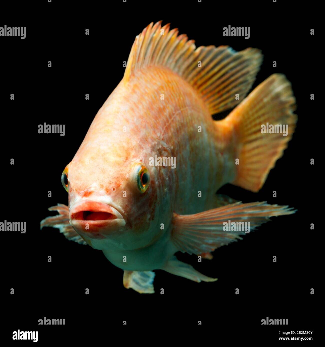Nile red tilapia oreochromis niloticus hi-res stock photography and ...