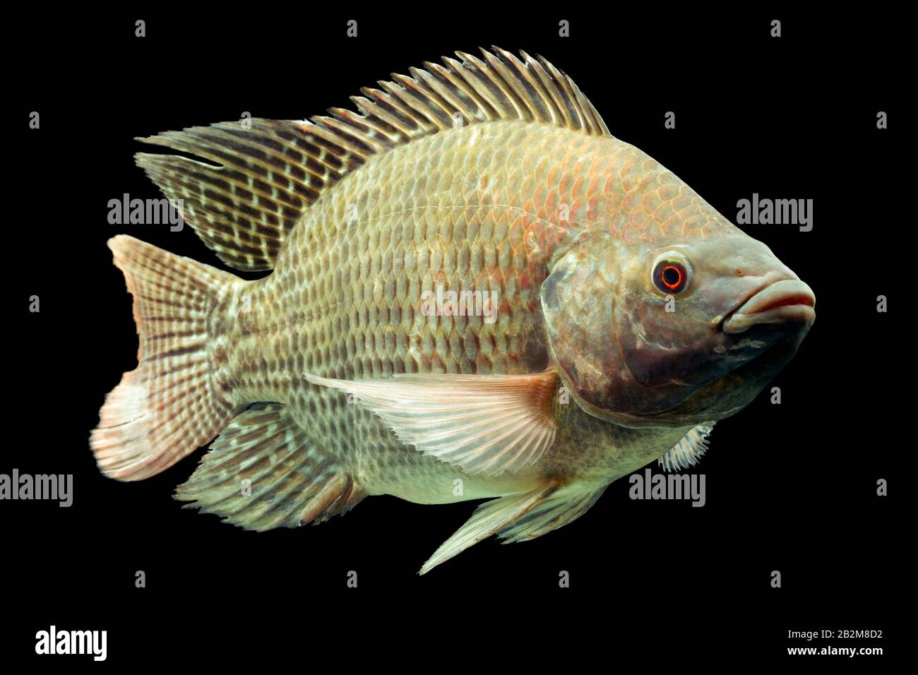 Oreochromis hi-res stock photography and images - Alamy