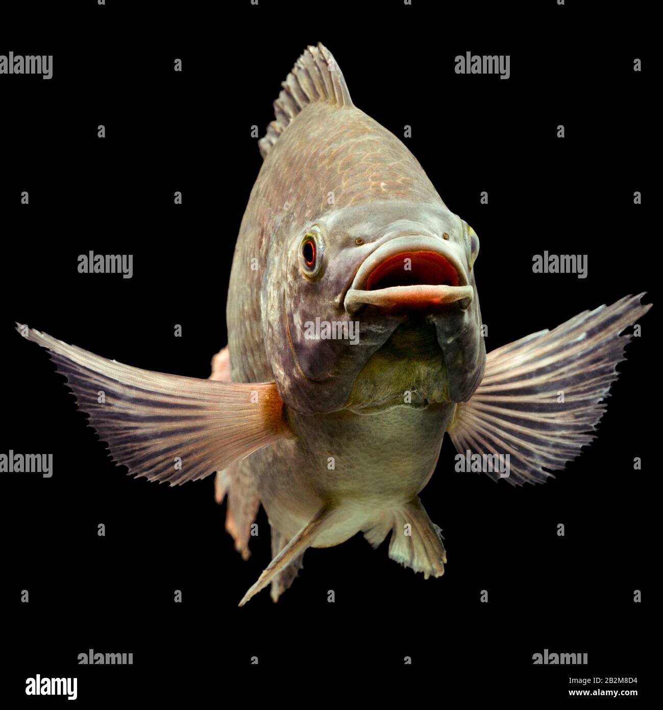 Oreochromis High Resolution Stock Photography and Images - Alamy