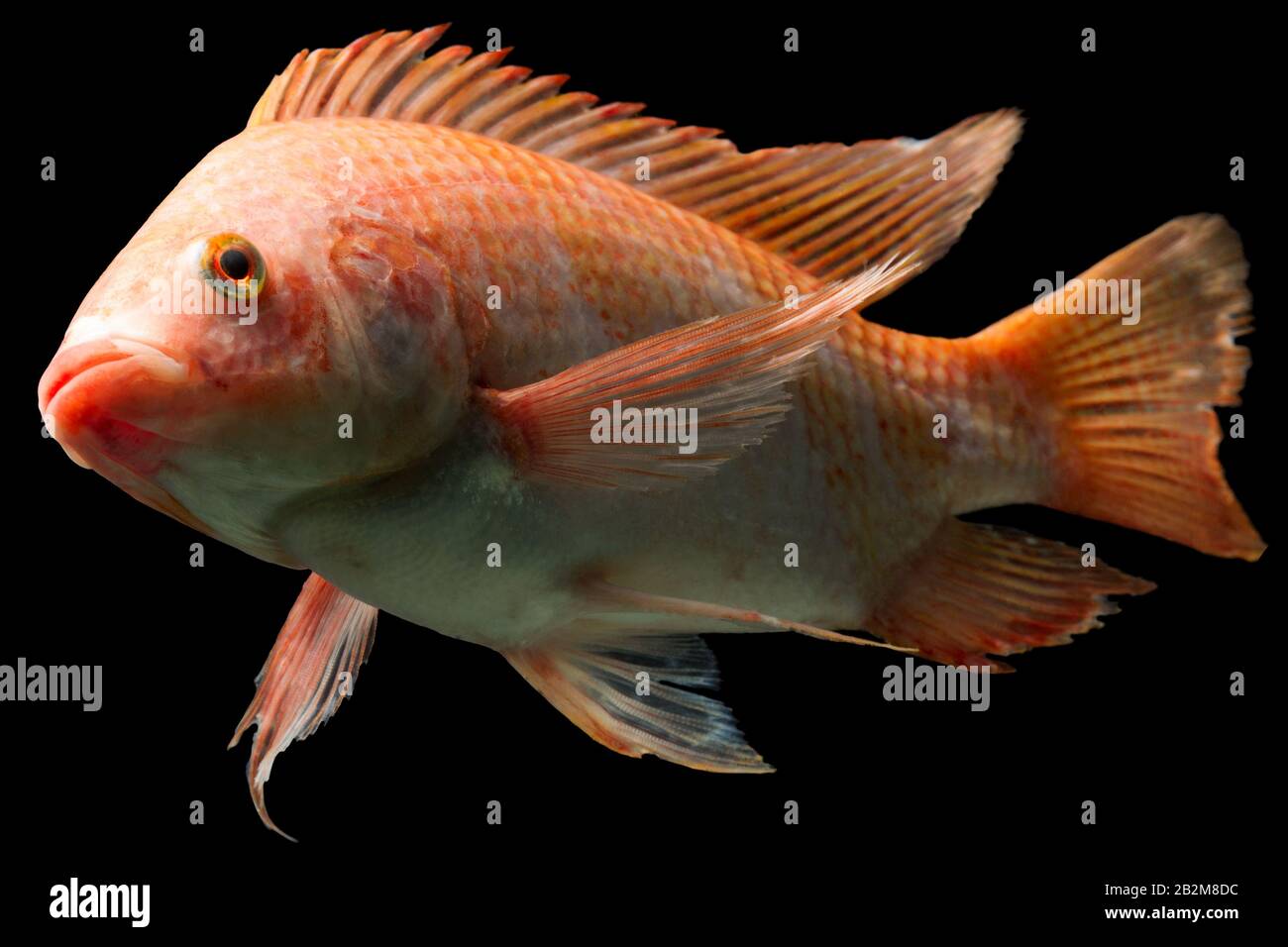 Oreochromis Niloticus