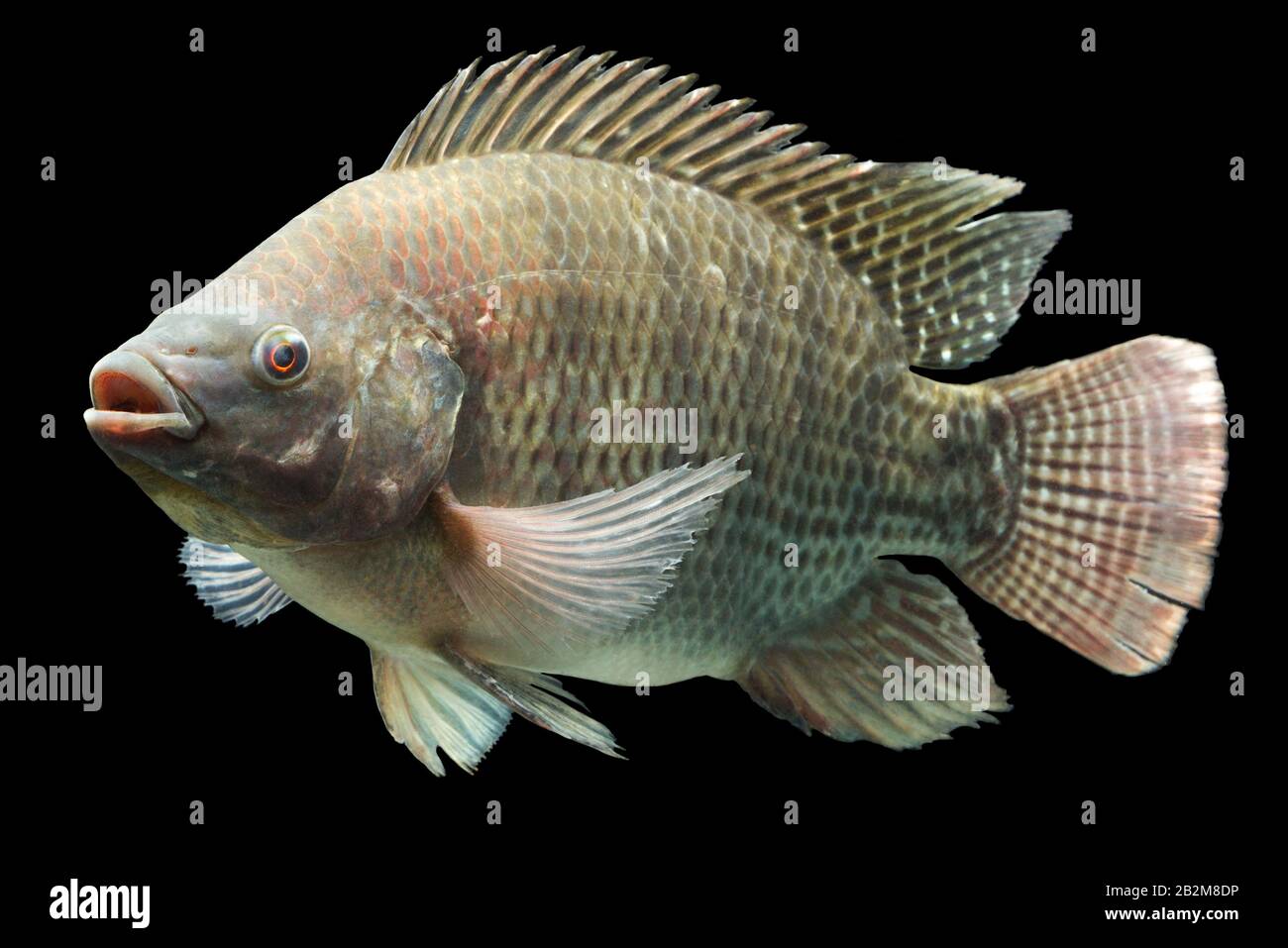 Oreochromis Mossambicus