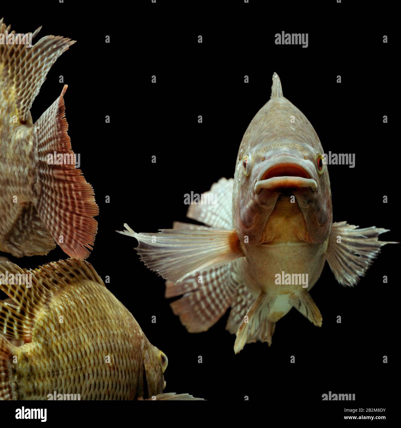 Oreochromis hi-res stock photography and images - Alamy