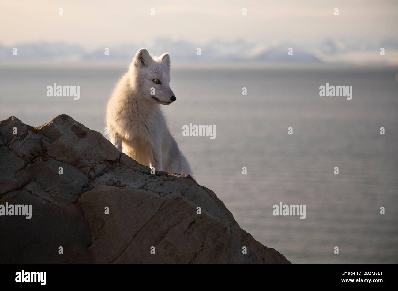 Hungry Polar fox lurking around in the arctic Stock Photo - Alamy