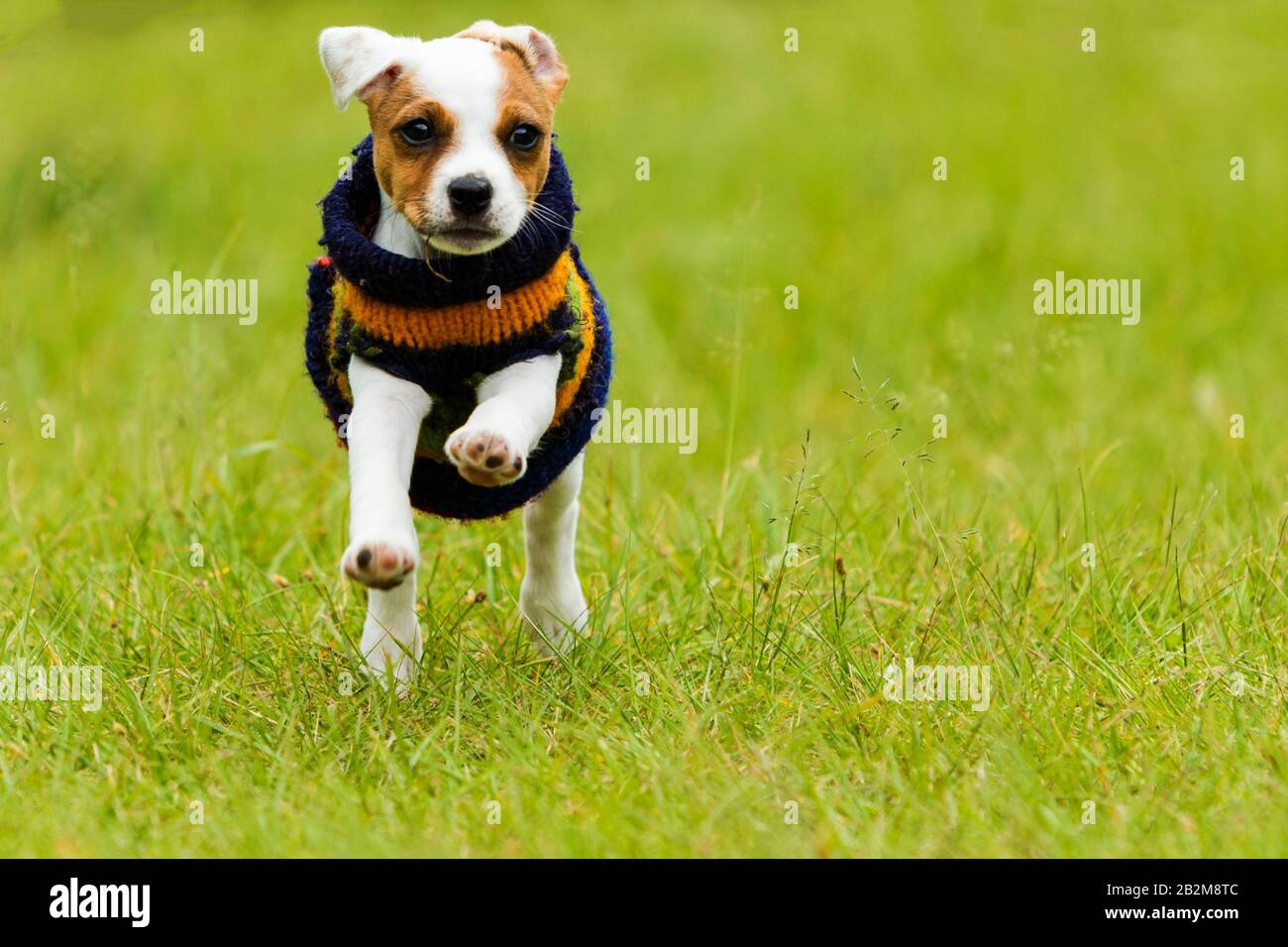 Parson Laughing Dog 8 Weeks Pup Race Outdoor Stock Photo - Alamy