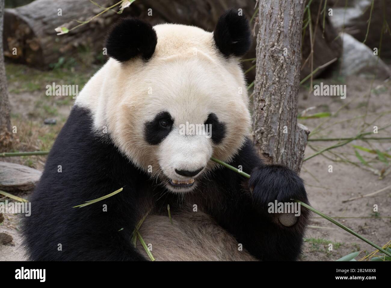 China baby panda bamboo hi-res stock photography and images - Alamy