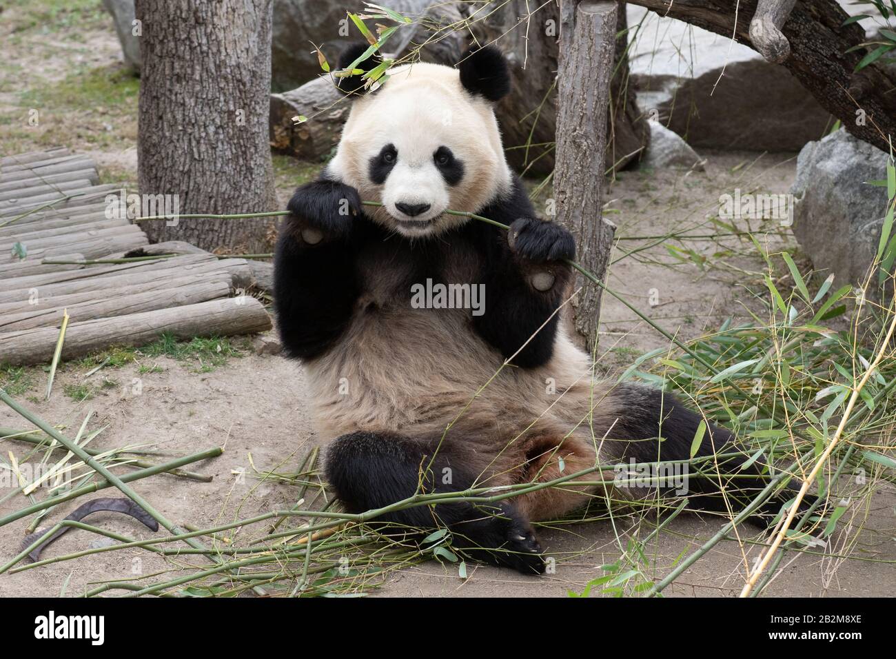 Female giant panda nature hi-res stock photography and images - Alamy